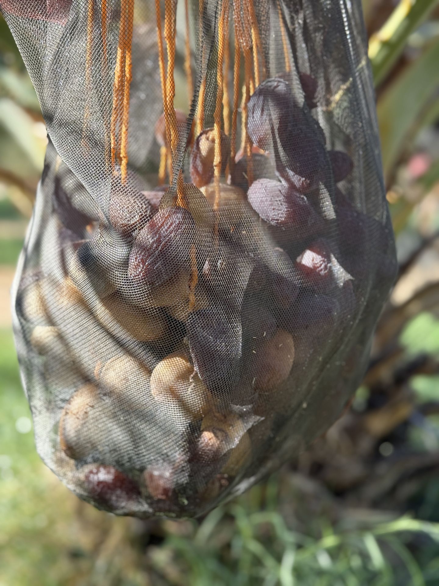 Medjool Dates Wholesale Supplier | Palmfruits Europe